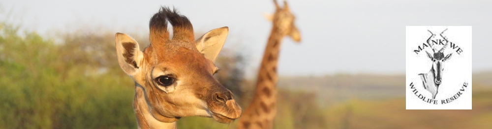 The Conservation Pledge